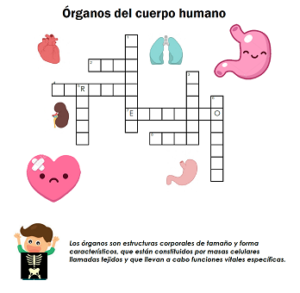 Ejercicios sobre órganos del cuerpo | Diario Educación