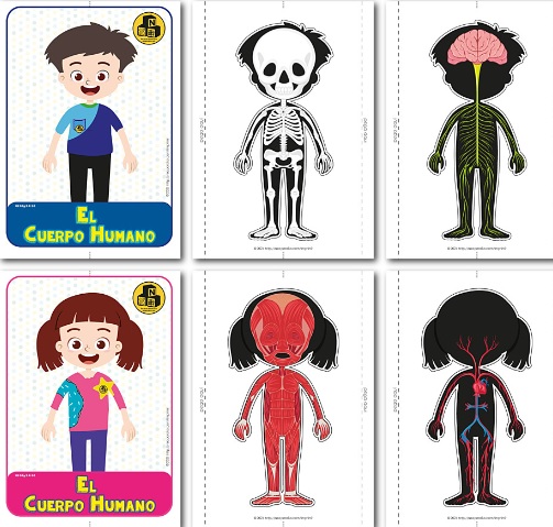 Lapbook del Cuerpo Humano PDF - Diario Educación